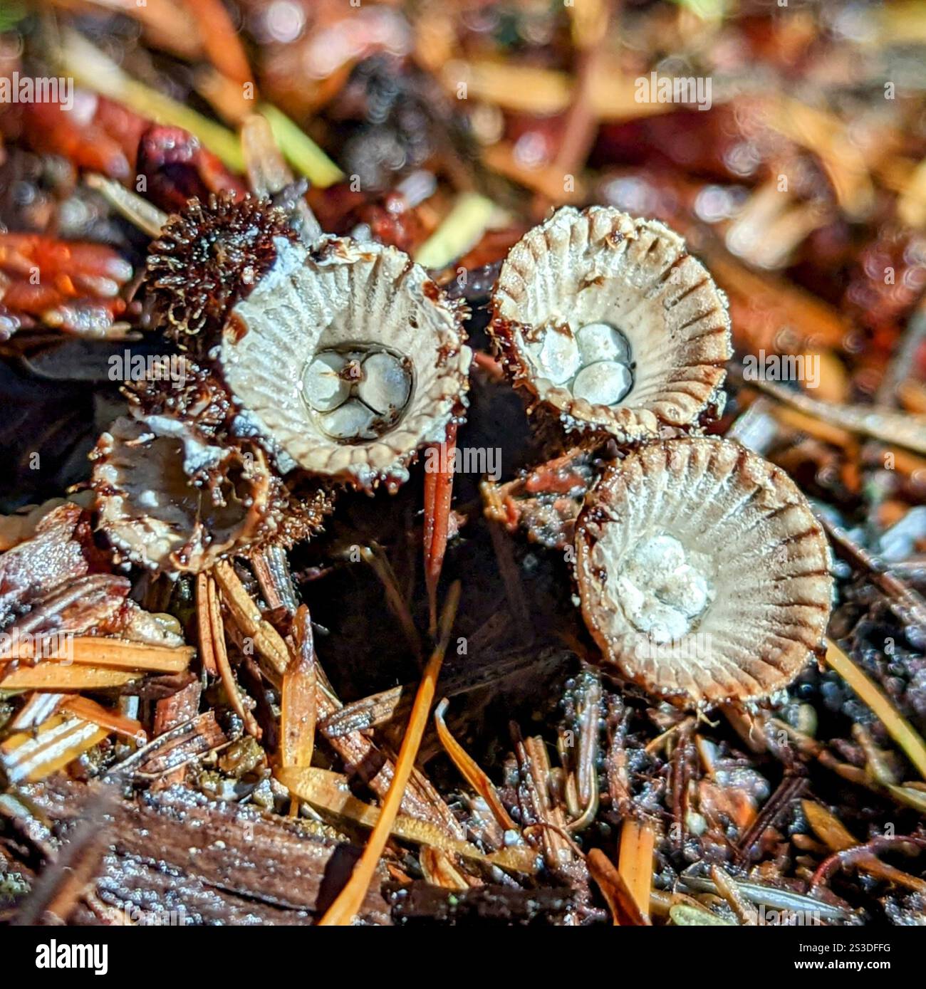 fluted bird's nest fungus (Cyathus striatus Stock Photo - Alamy