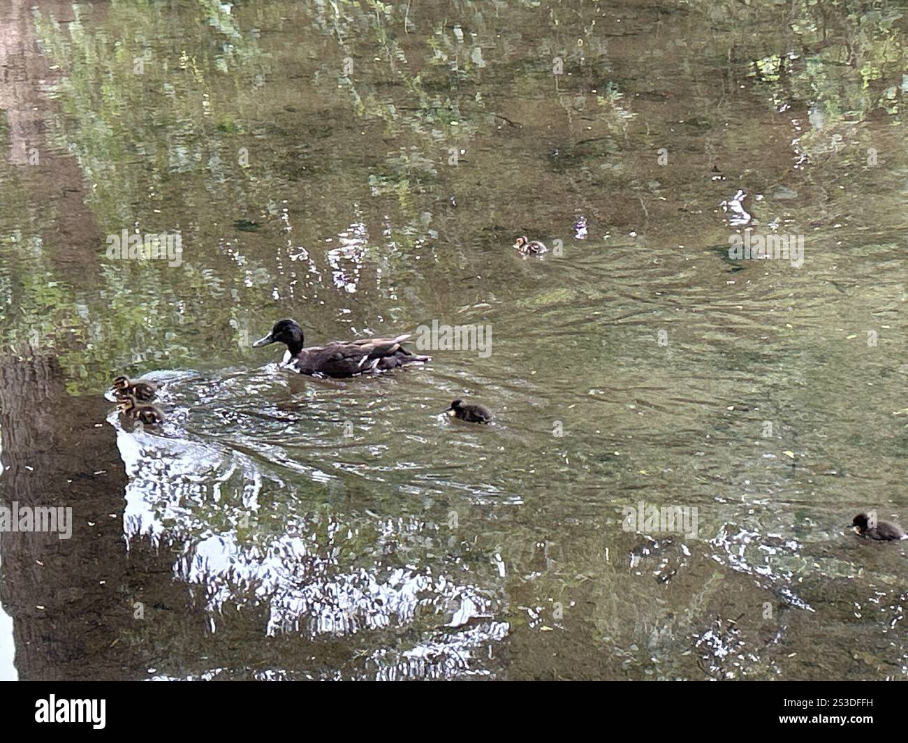 Domestic Mallard (Anas platyrhynchos domesticus Stock Photo - Alamy