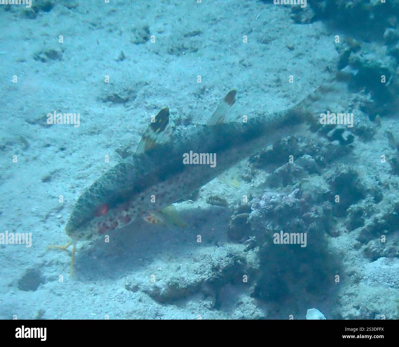 Freckled goatfish hi-res stock photography and images - Alamy