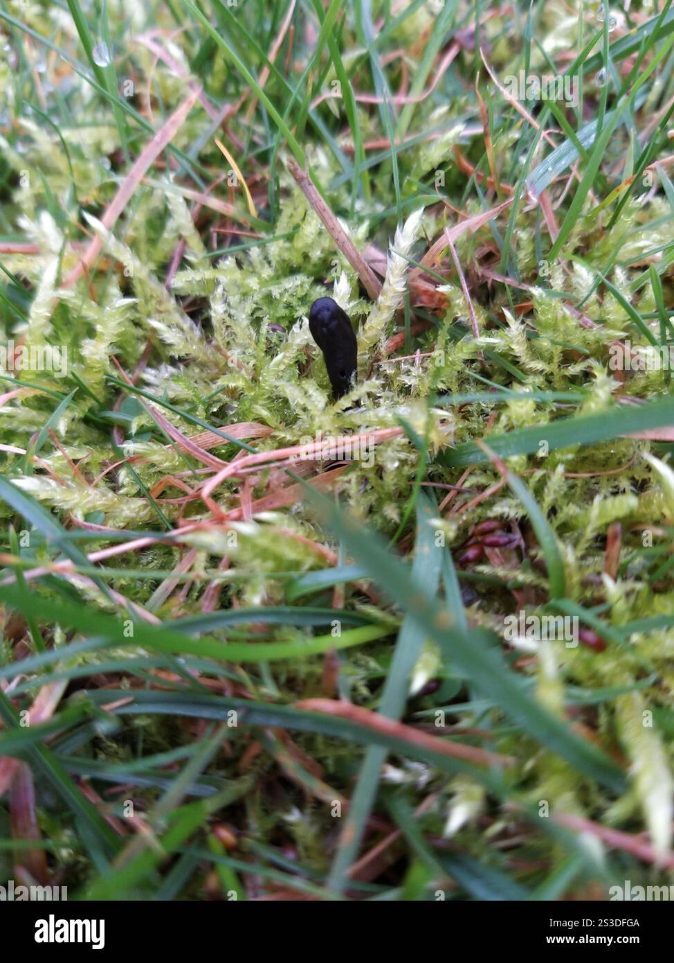 Earth Tongues (Geoglossum Stock Photo - Alamy