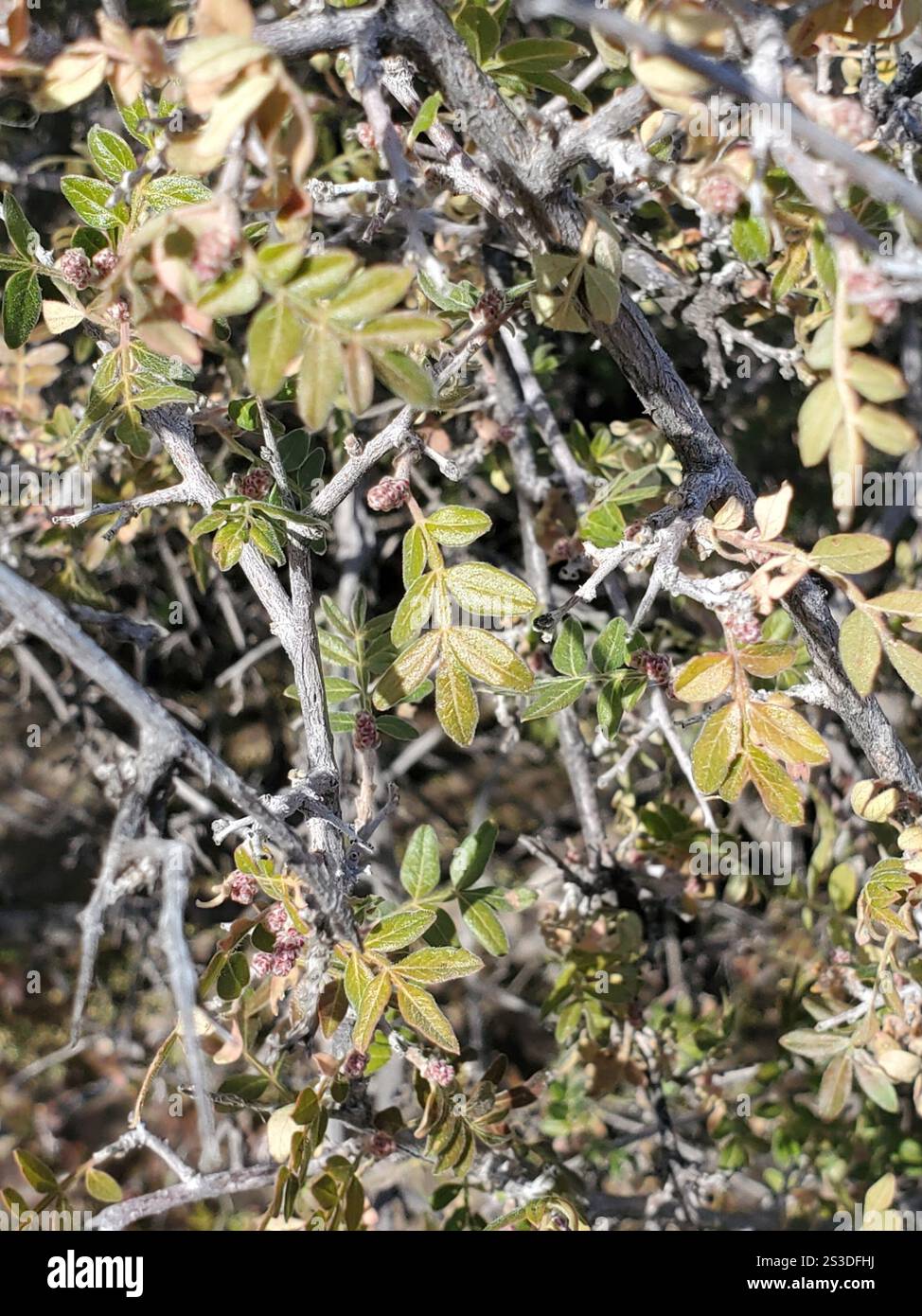 little leaf sumac (Rhus microphylla Stock Photo - Alamy