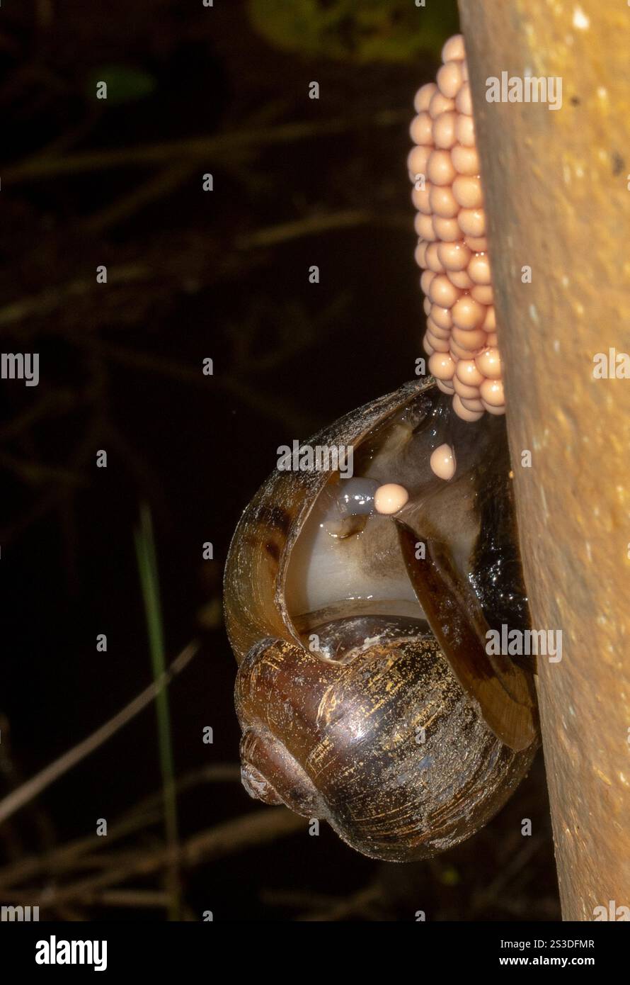 Common Apple Snails (Pomacea Stock Photo - Alamy