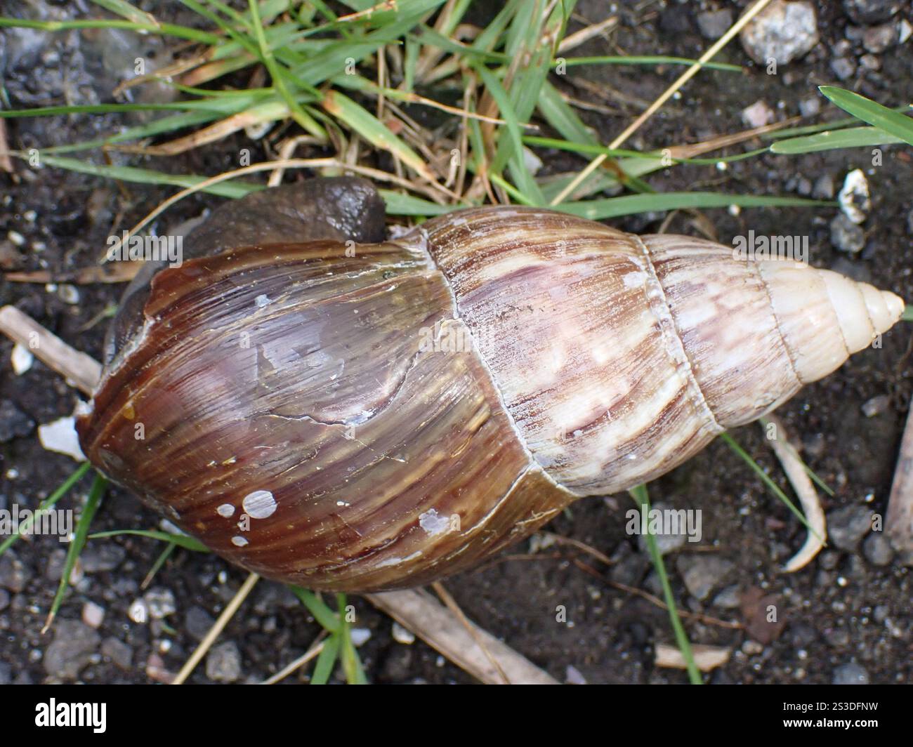 African Giant Snail (Lissachatina fulica Stock Photo - Alamy