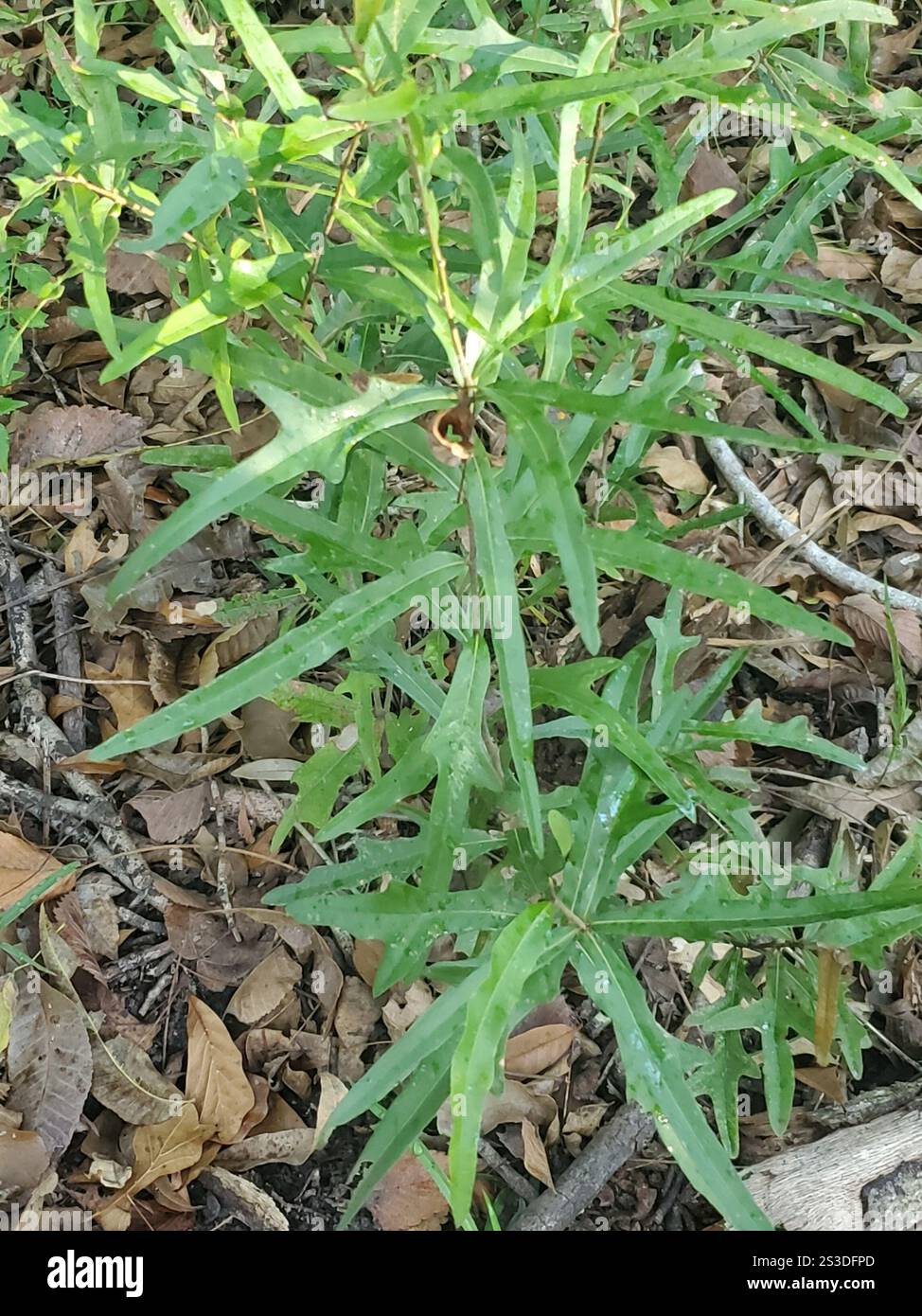 water oak (Quercus nigra Stock Photo - Alamy