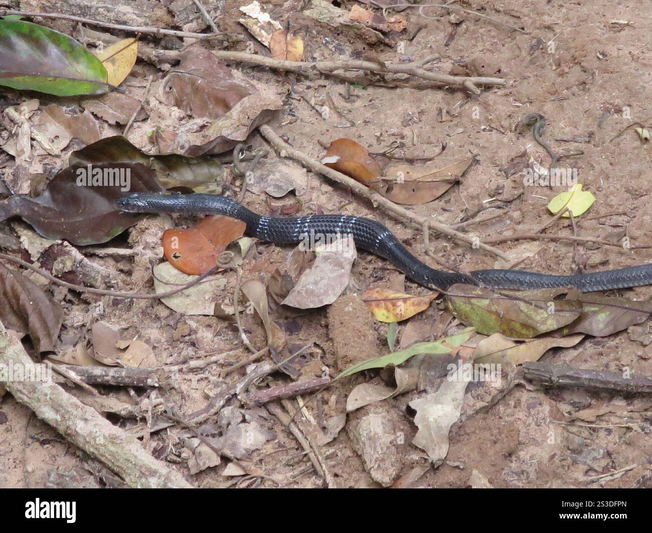 Angolan Garter Snake (Elapsoidea semiannulata Stock Photo - Alamy