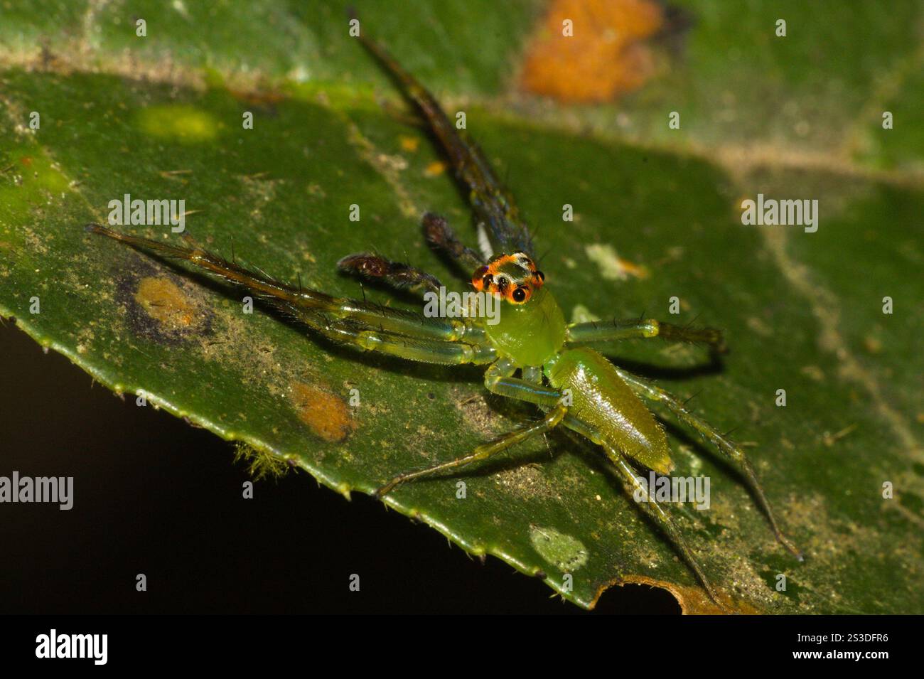 Translucent Green Jumping Spiders (Lyssomanes Stock Photo - Alamy