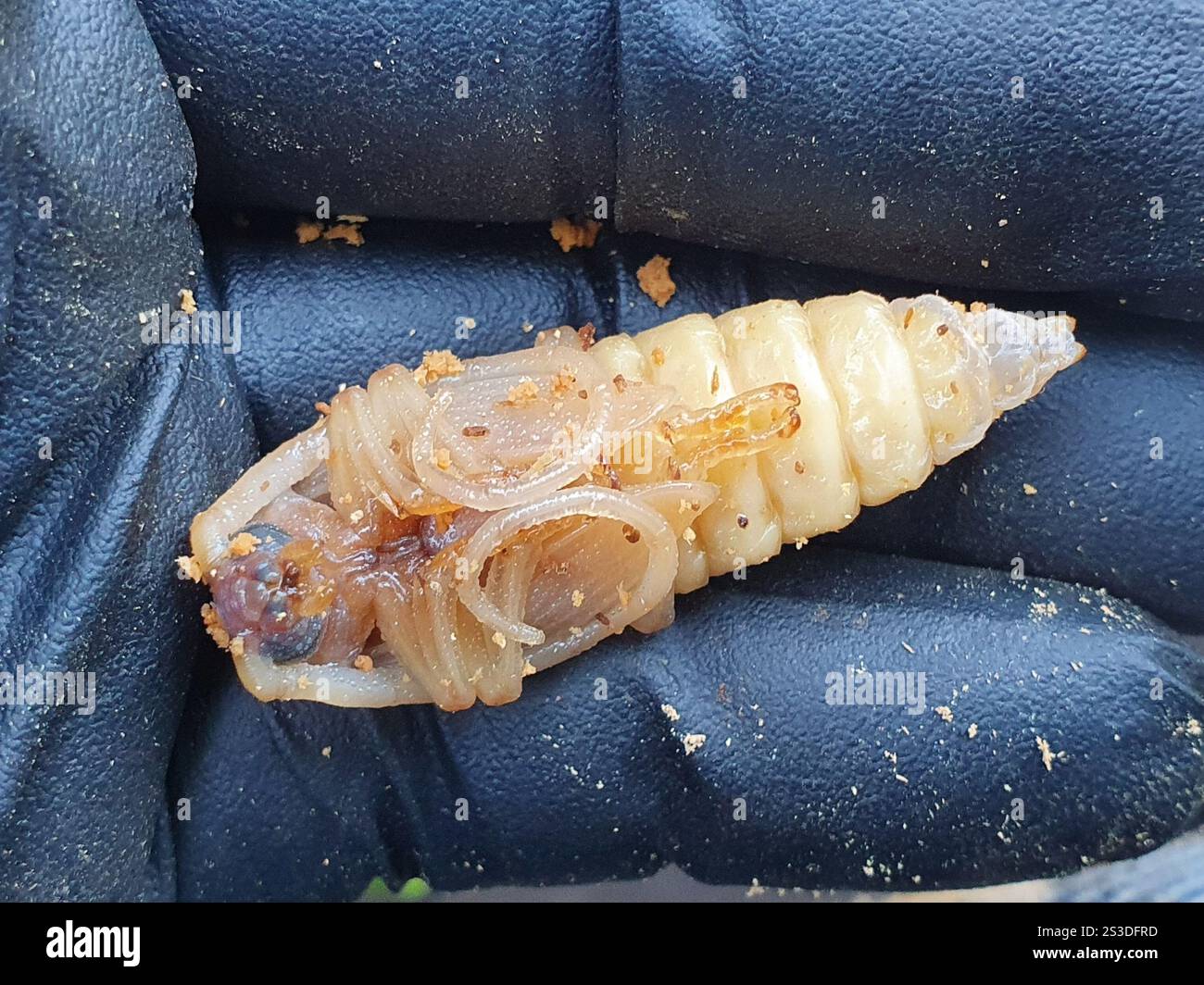 Huhu (Prionoplus reticularis Stock Photo - Alamy