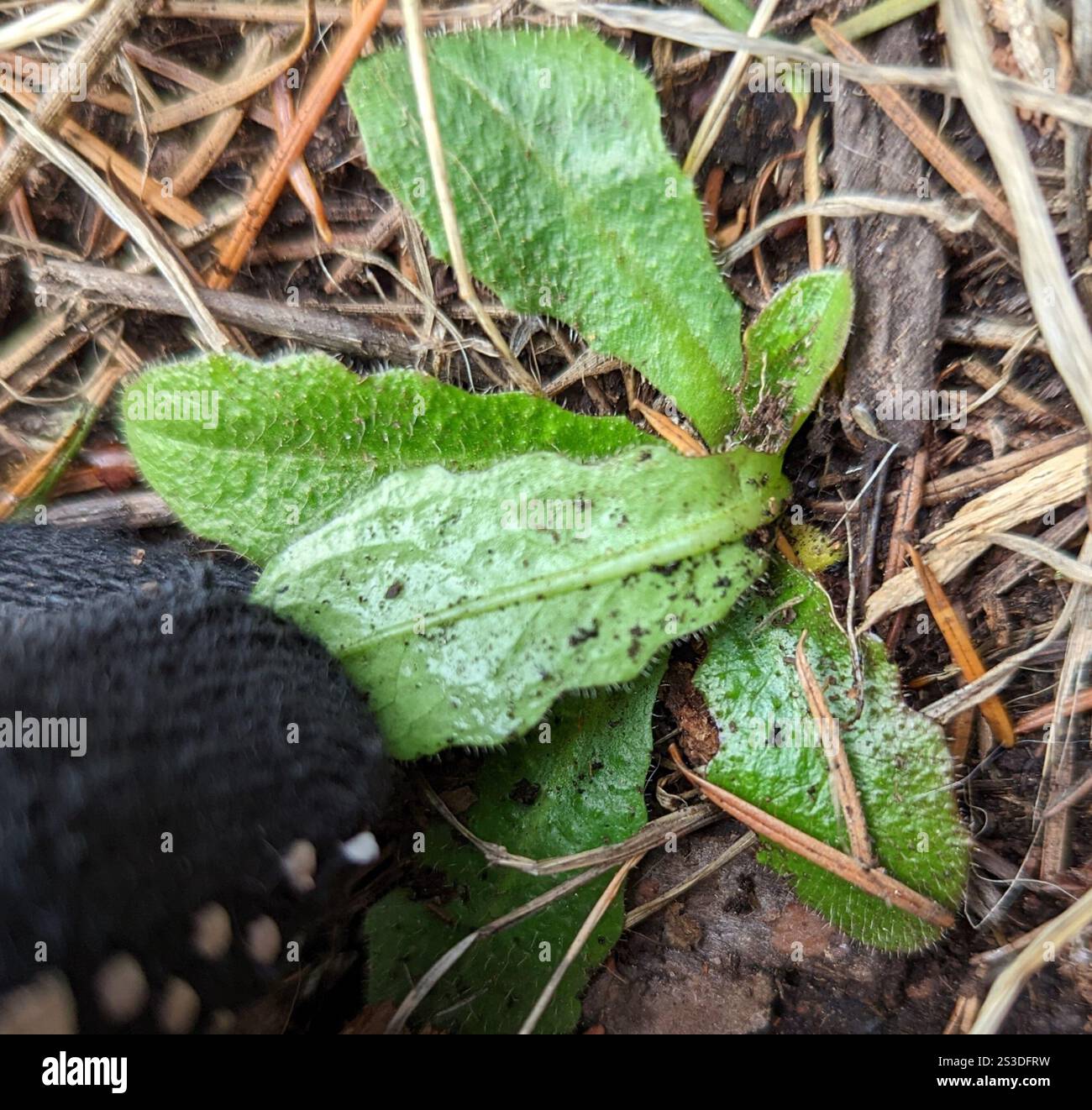 Common Cat's-ear (Hypochaeris radicata Stock Photo - Alamy