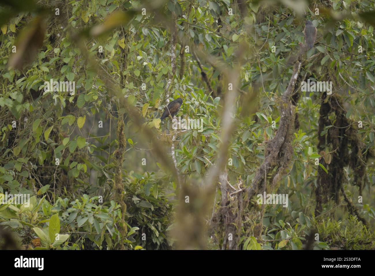 Bronze-winged Parrot (Pionus chalcopterus Stock Photo - Alamy