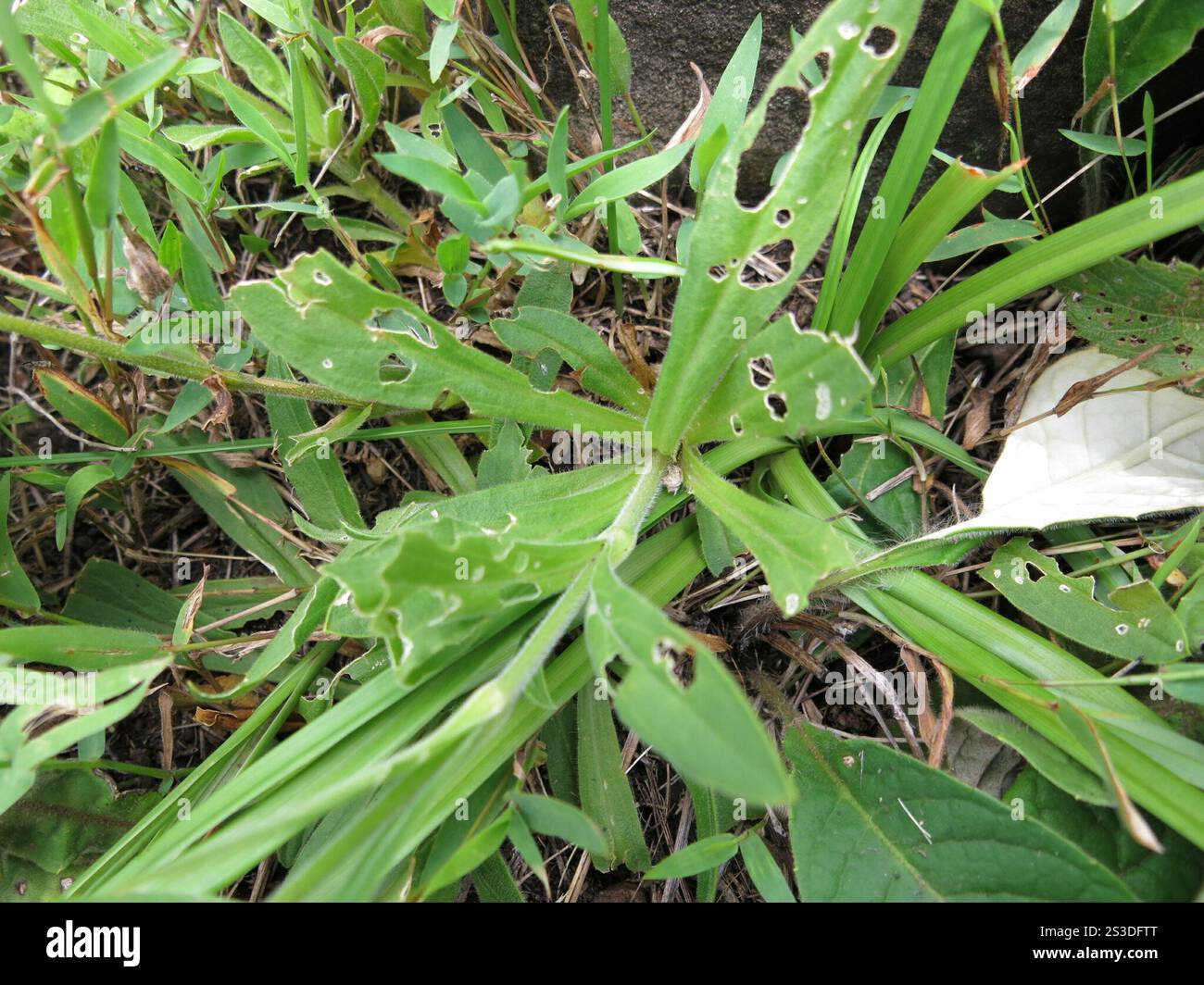 Common Cape Catchfly (Silene undulata undulata Stock Photo - Alamy