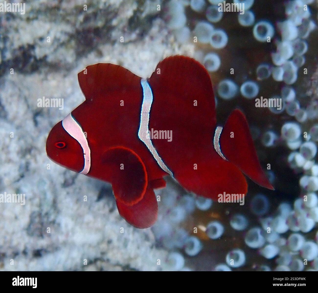 Spine-cheek Clownfish (Amphiprion biaculeatus Stock Photo - Alamy