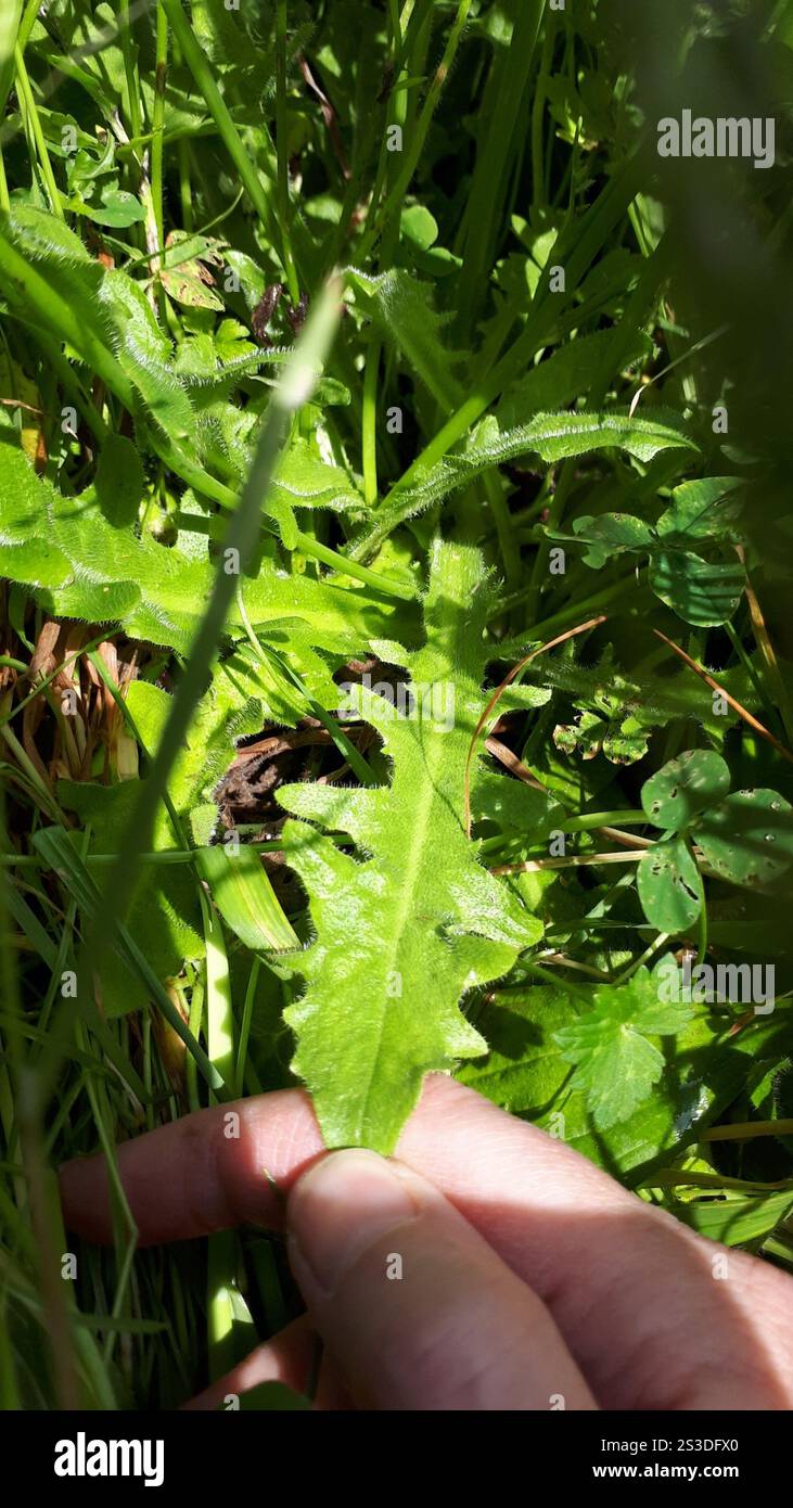 Common Cat's-ear (Hypochaeris radicata Stock Photo - Alamy