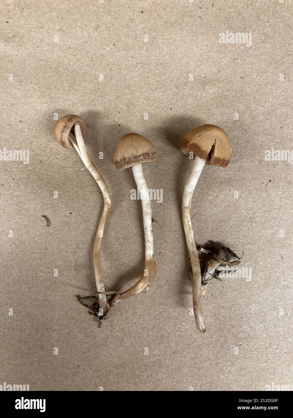 Mower's Mushroom (Panaeolus foenisecii Stock Photo - Alamy