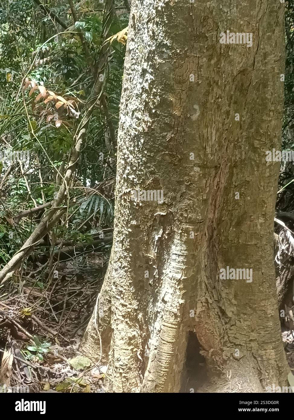 Giant Stinging Tree (Dendrocnide excelsa Stock Photo - Alamy