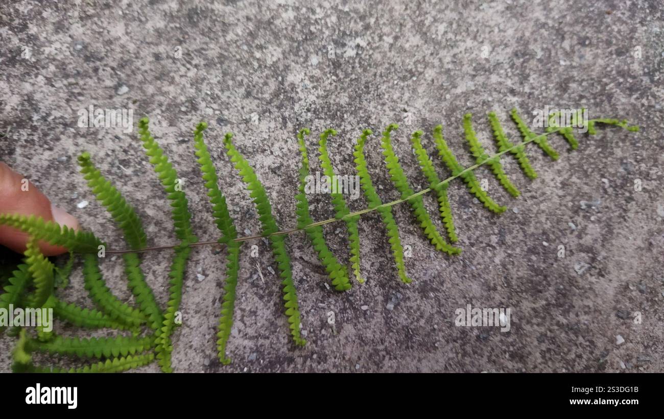 Coral Fern (Gleichenia polypodioides Stock Photo - Alamy