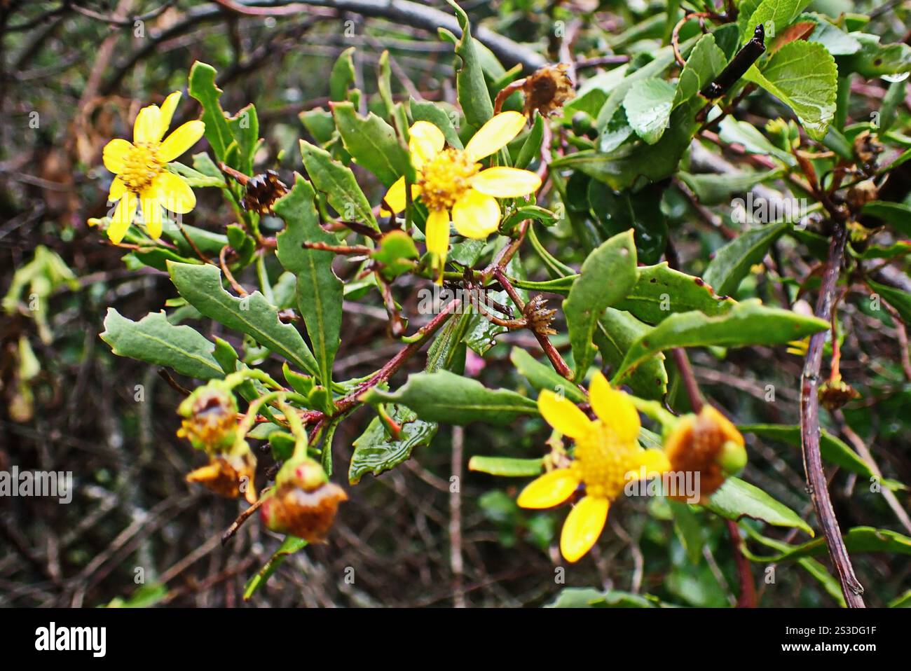 Bietou (Osteospermum moniliferum Stock Photo - Alamy