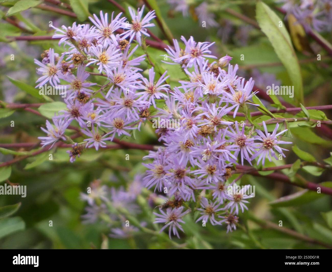 Elliott's aster (Symphyotrichum elliottii Stock Photo - Alamy