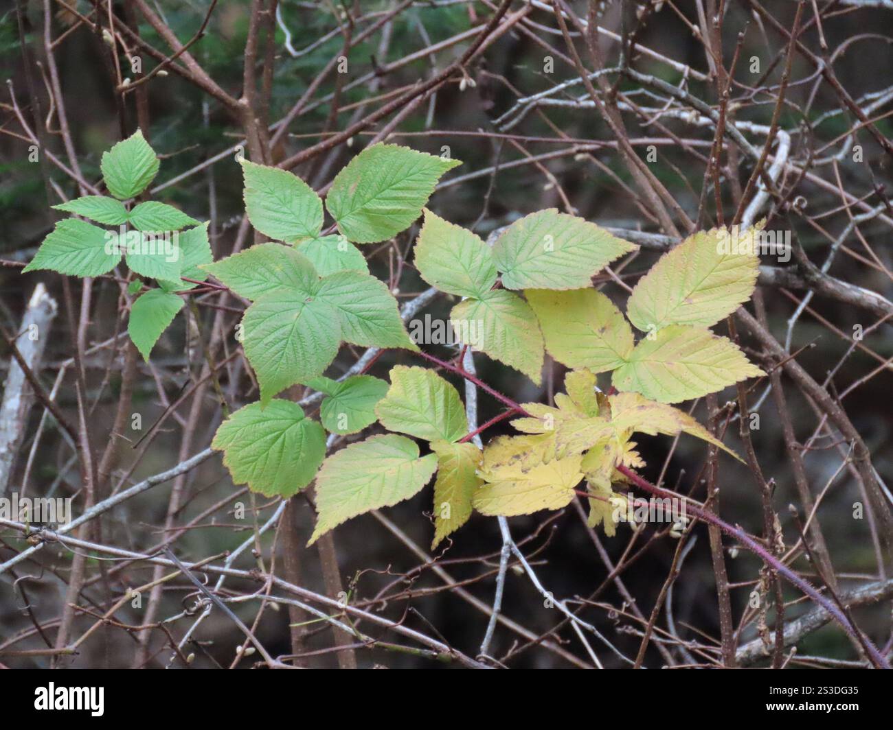 red raspberry (Rubus idaeus Stock Photo - Alamy