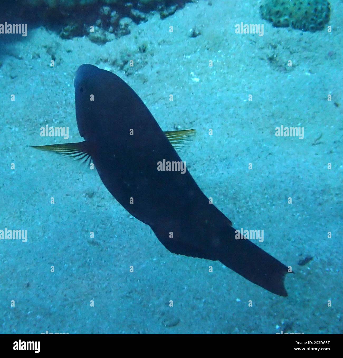 Ray-finned Fishes (Actinopterygii Stock Photo - Alamy