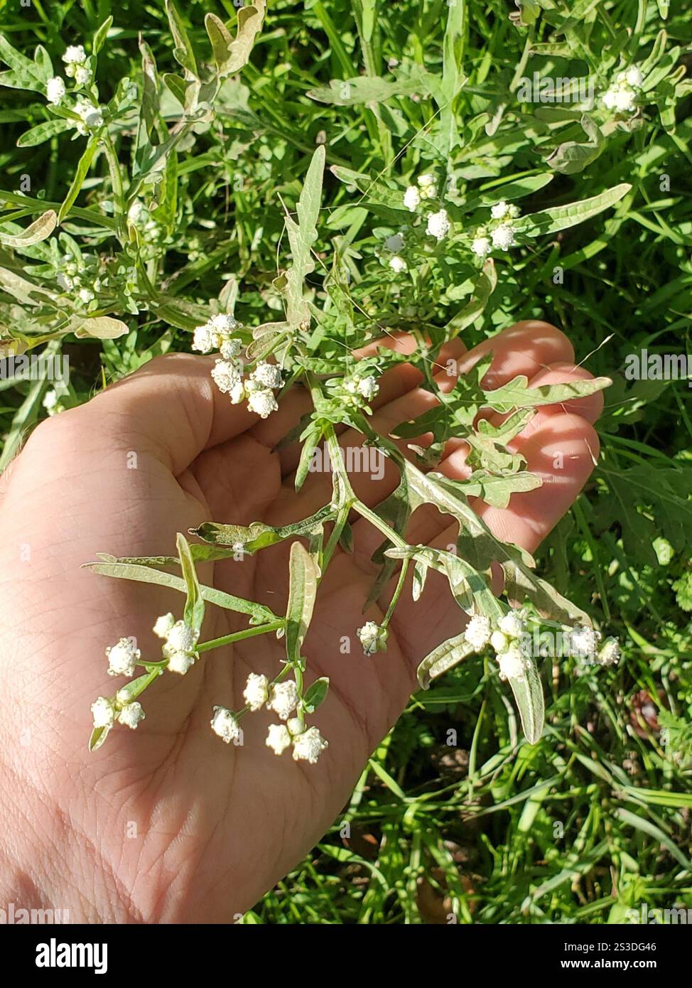 Santa Maria feverfew (Parthenium hysterophorus Stock Photo - Alamy