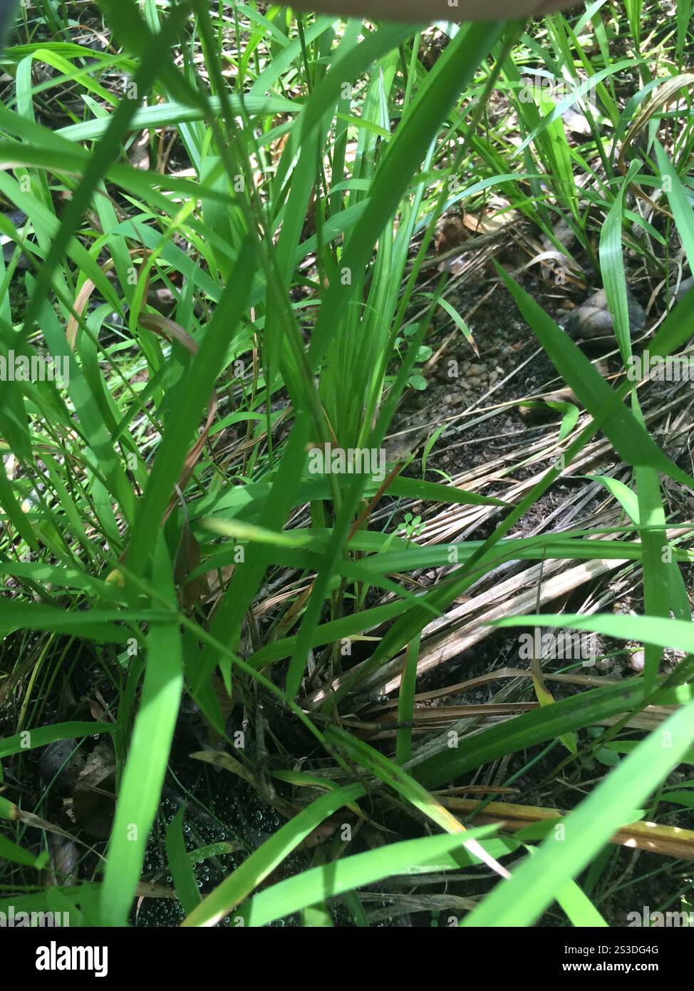 southern long sedge (Carex lonchocarpa Stock Photo - Alamy