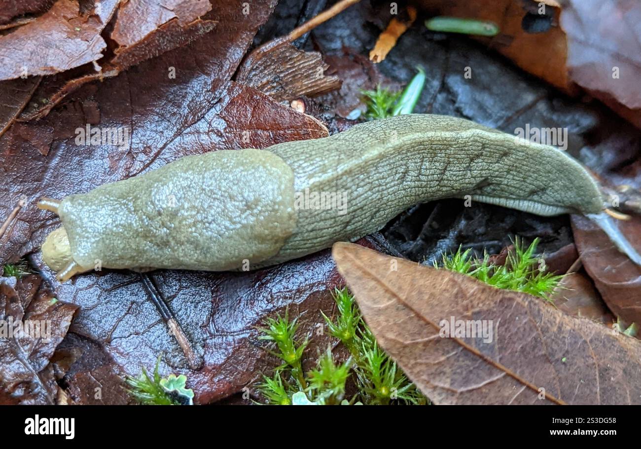 Pacific Banana Slug (Ariolimax columbianus Stock Photo - Alamy
