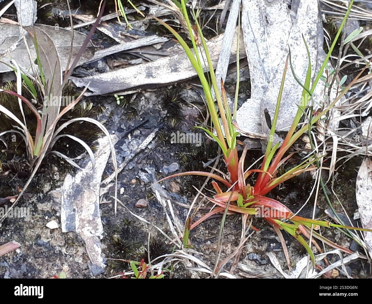 Flat-leaved Rush (Juncus planifolius Stock Photo - Alamy