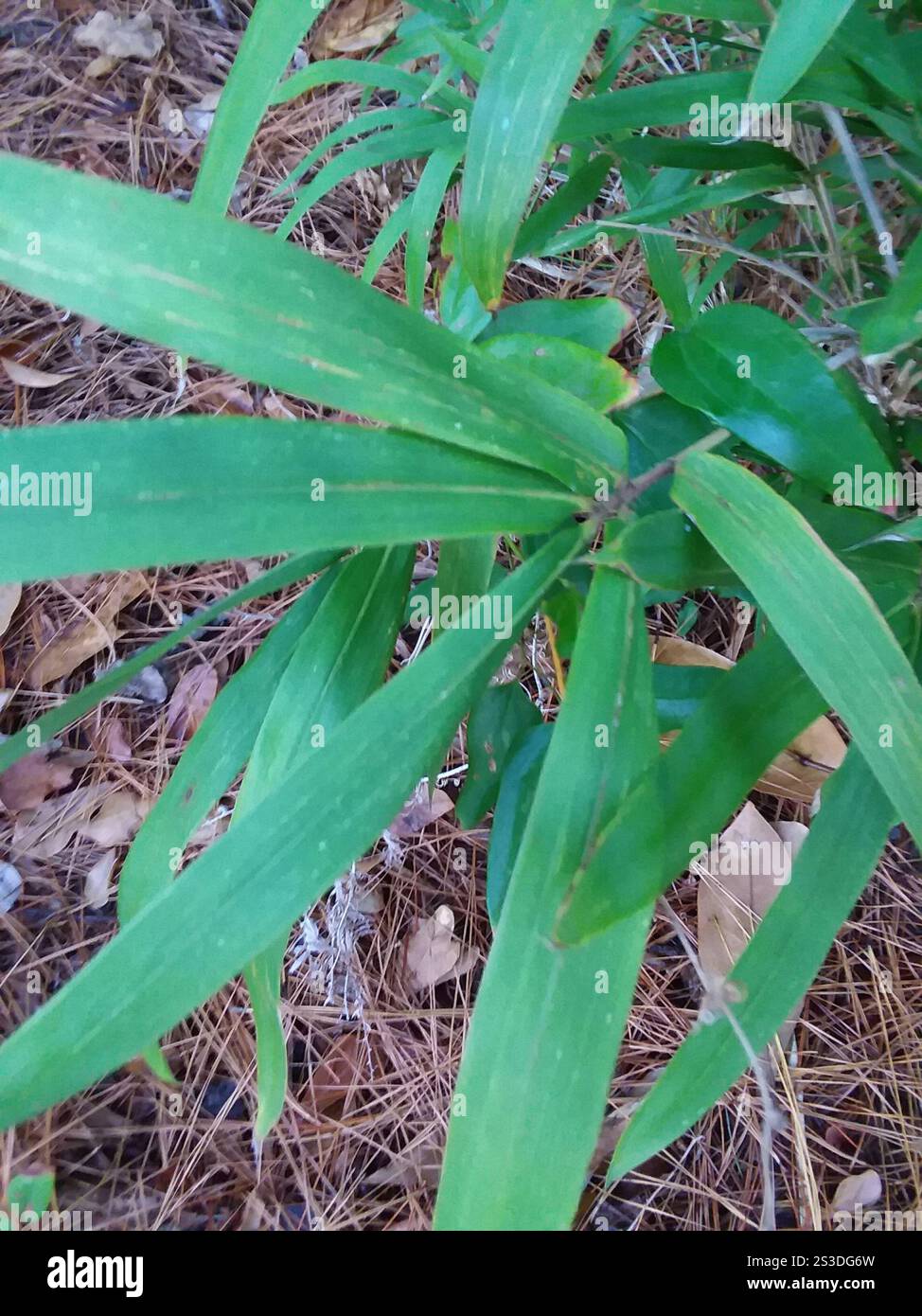 switch cane (Arundinaria tecta Stock Photo - Alamy