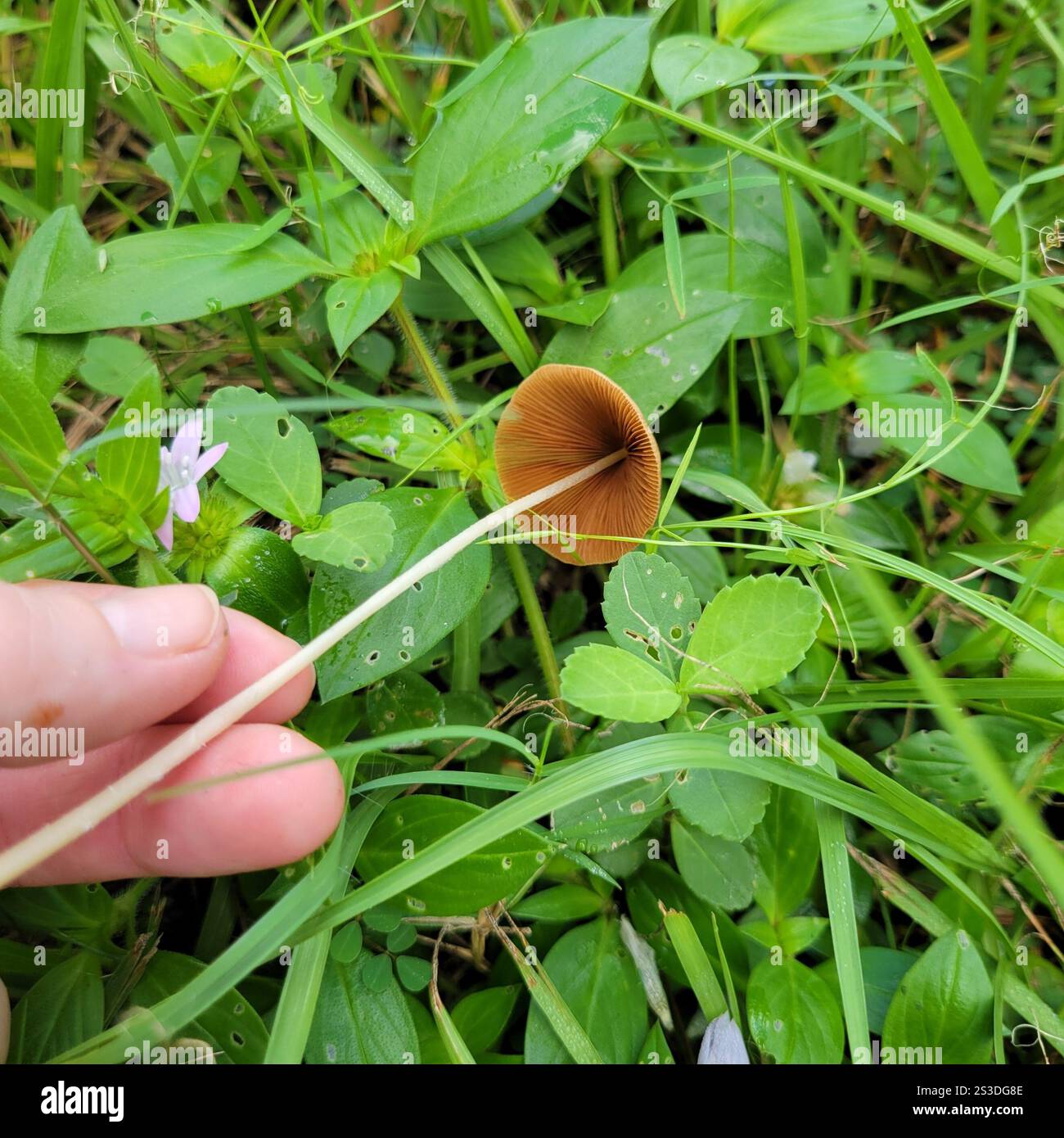 milky conecap (Conocybe apala Stock Photo - Alamy