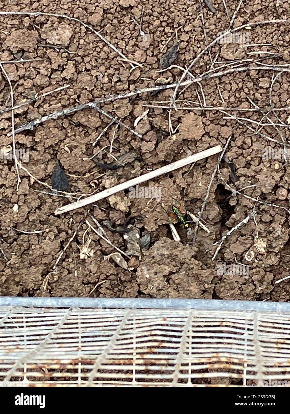 Emerald Cockroach Wasp (Ampulex compressa Stock Photo - Alamy