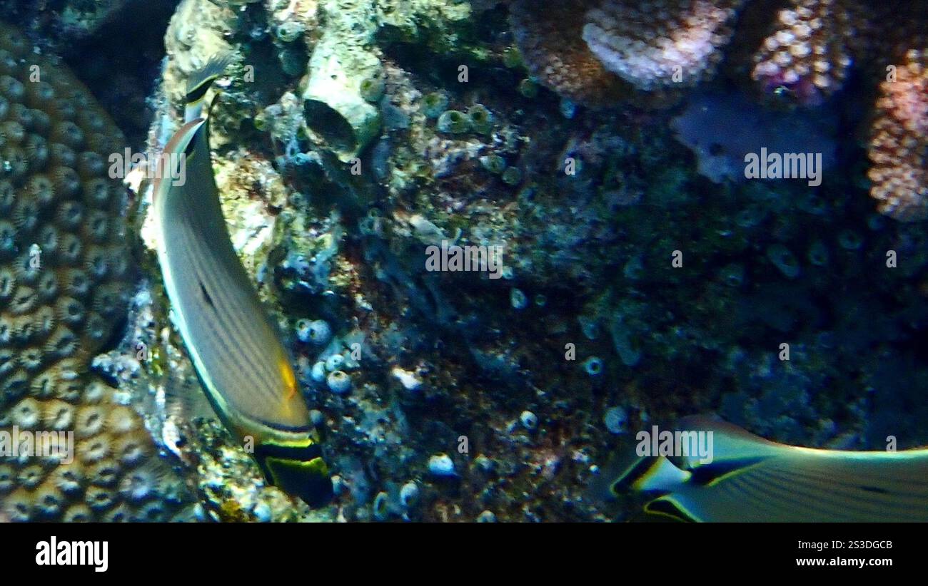 Redfin butterflyfish hi-res stock photography and images - Alamy