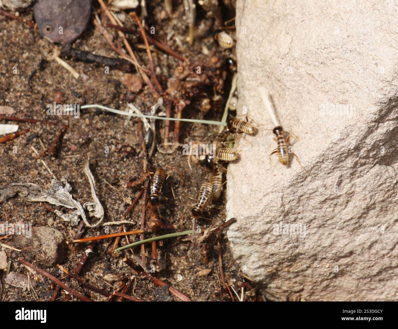 Northern Harvester Termite (Hodotermes mossambicus Stock Photo - Alamy