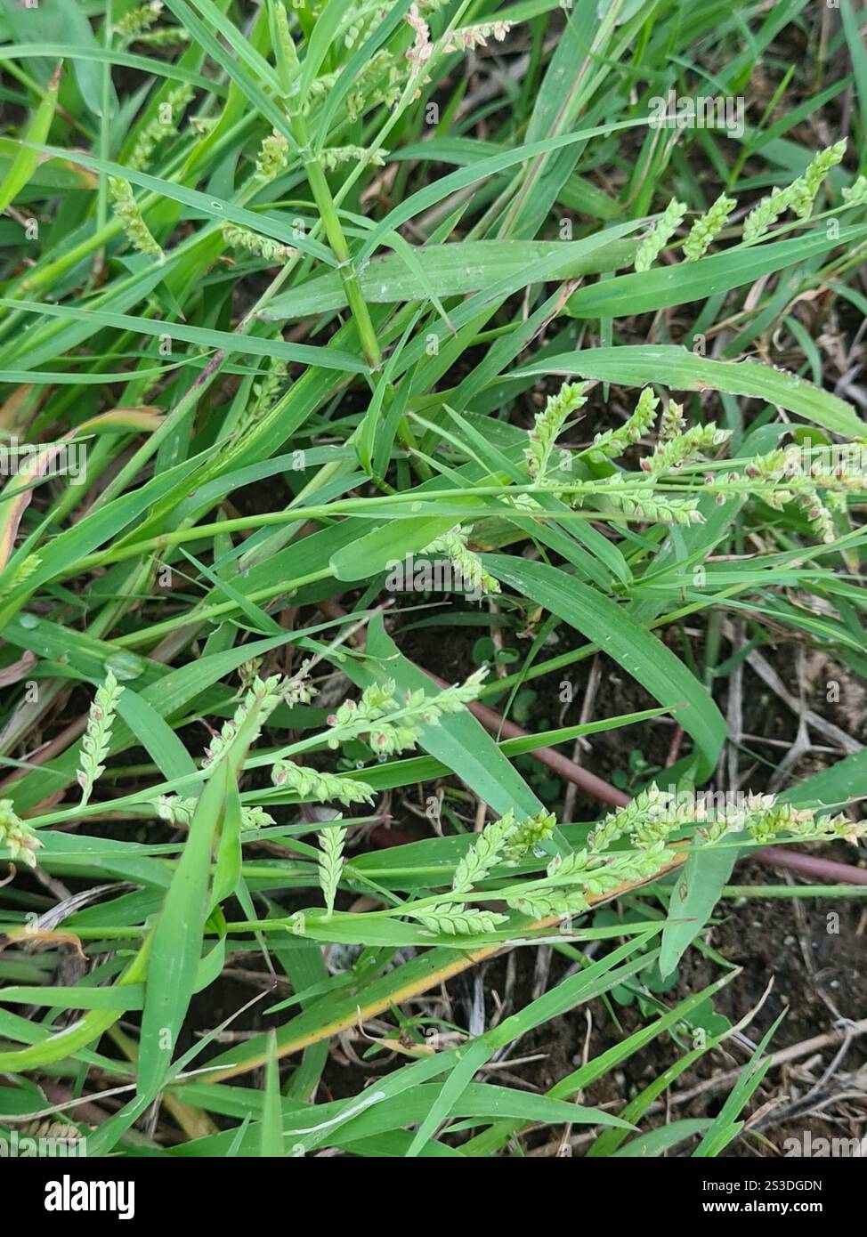 Jungle Rice (Echinochloa colonum Stock Photo - Alamy