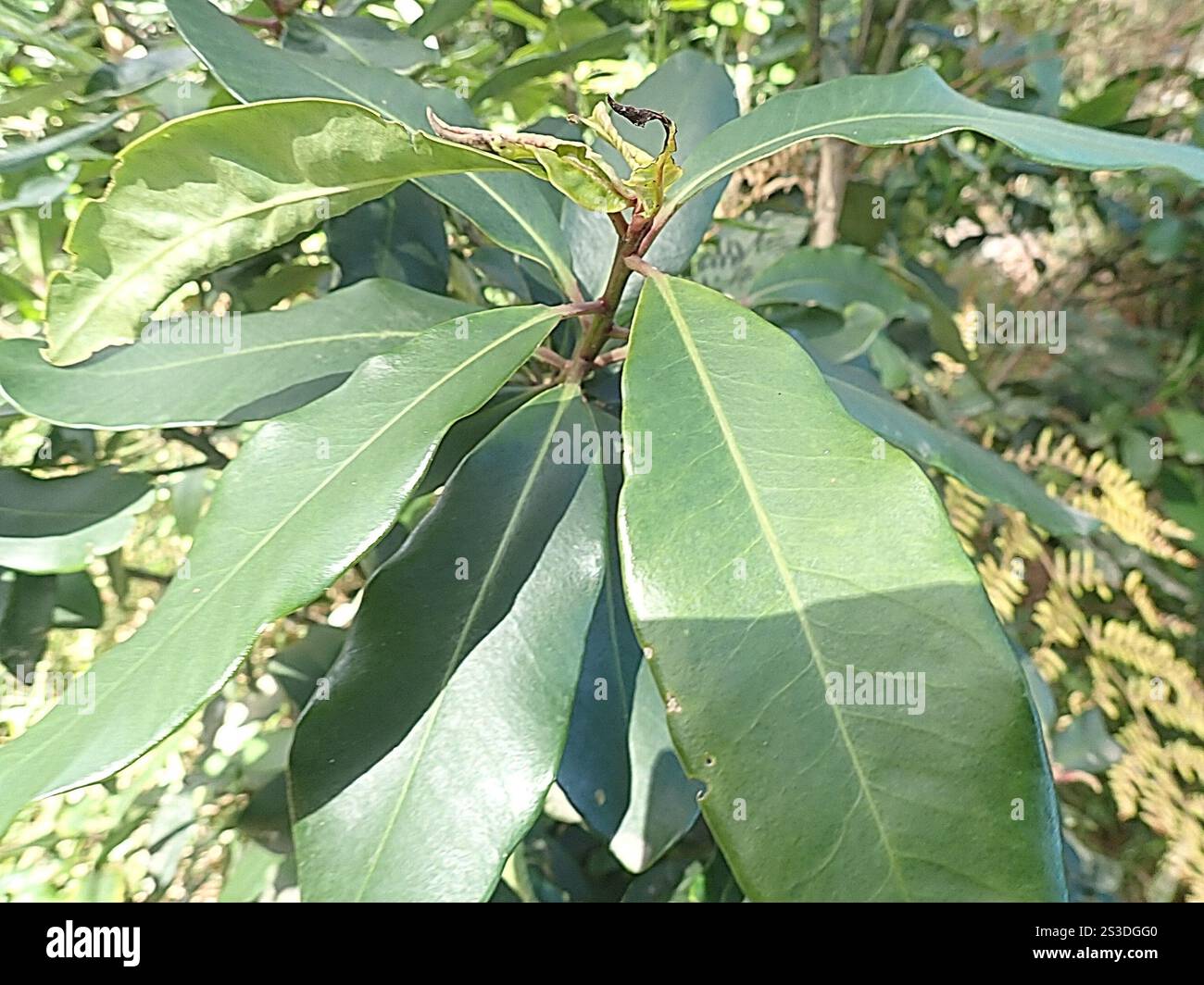 Cape beech (Rapanea melanophloeos Stock Photo - Alamy
