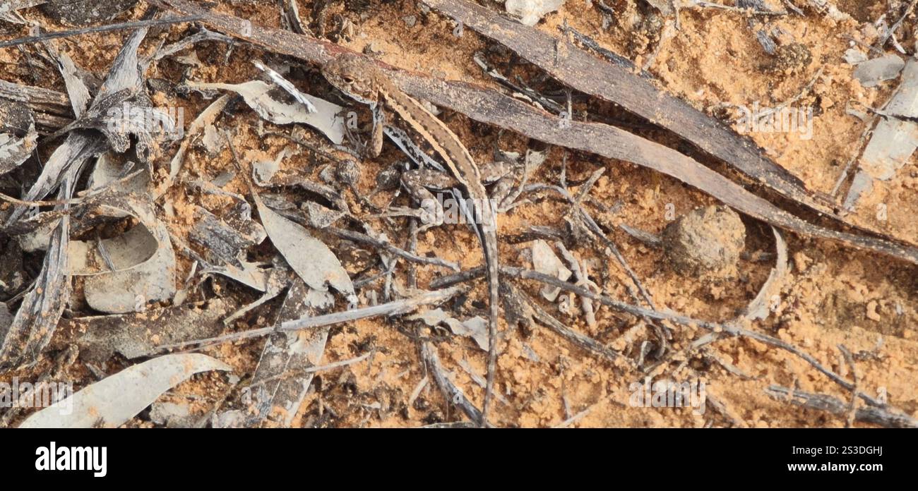 eastern mallee dragon (Ctenophorus spinodomus Stock Photo - Alamy