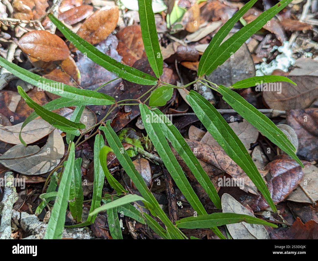 Virginia snakeroot (Aristolochia serpentaria Stock Photo - Alamy