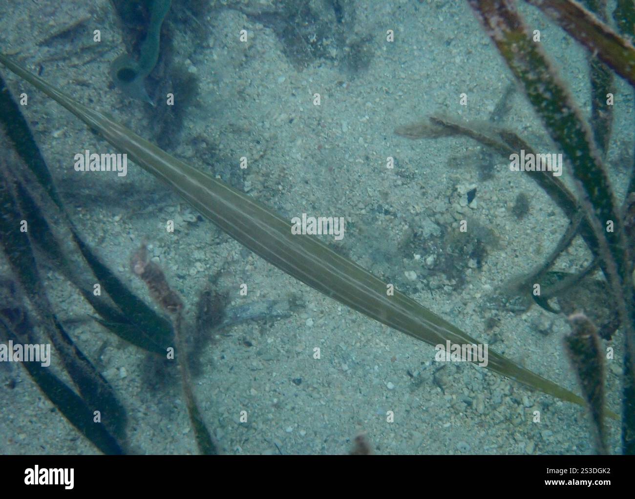 Pacific Trumpetfish (Aulostomus chinensis Stock Photo - Alamy
