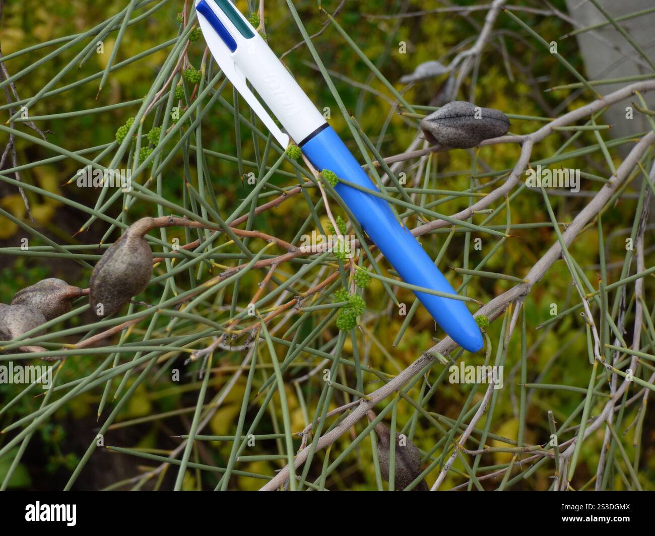 silver needlewood (Hakea leucoptera Stock Photo - Alamy