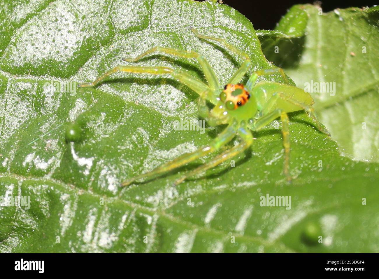 Translucent Green Jumping Spiders (Lyssomanes Stock Photo - Alamy