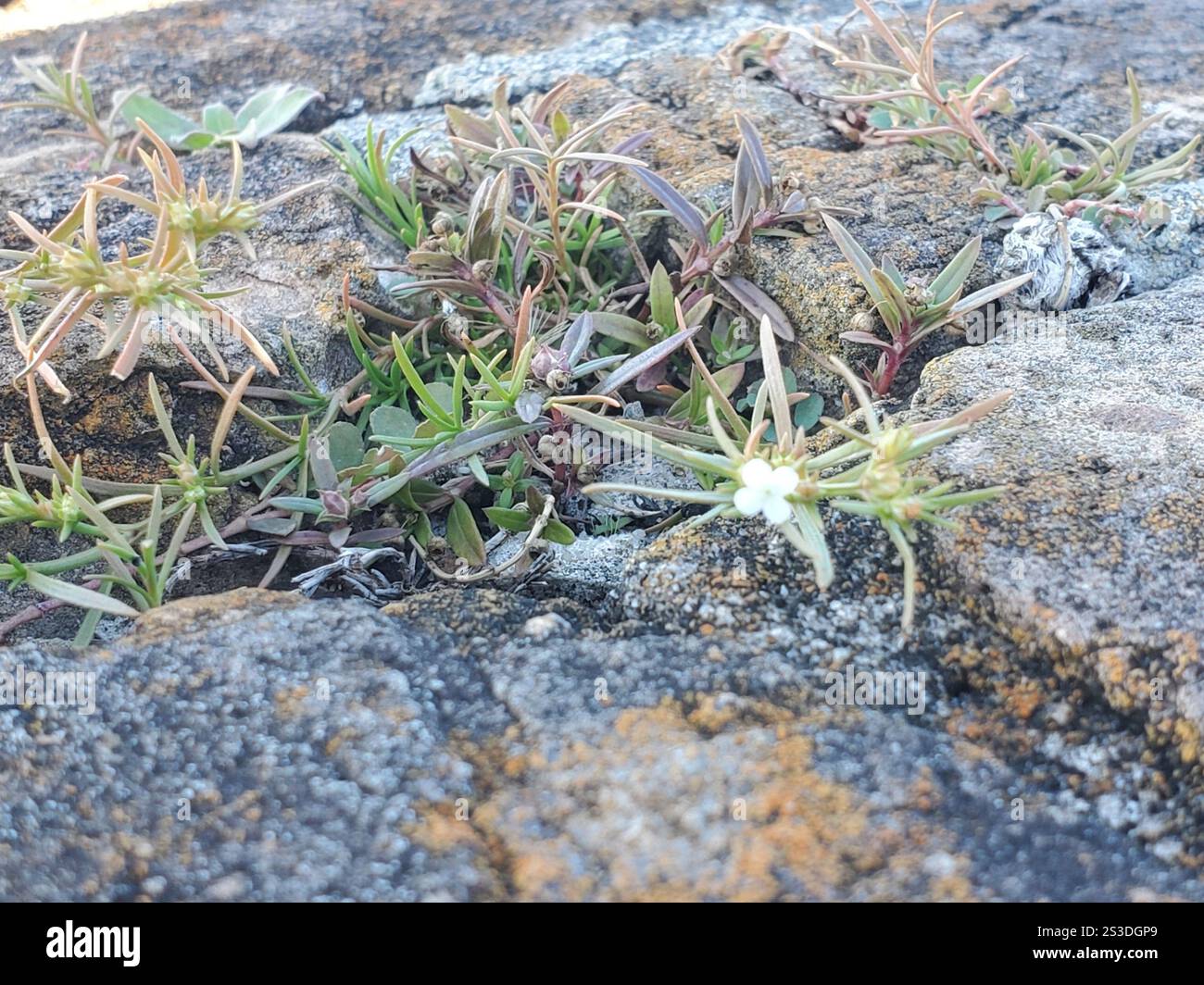 Rust Weed (Polypremum procumbens Stock Photo - Alamy