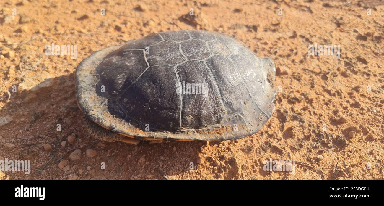 Eastern Snake-necked Turtle (Chelodina longicollis Stock Photo - Alamy