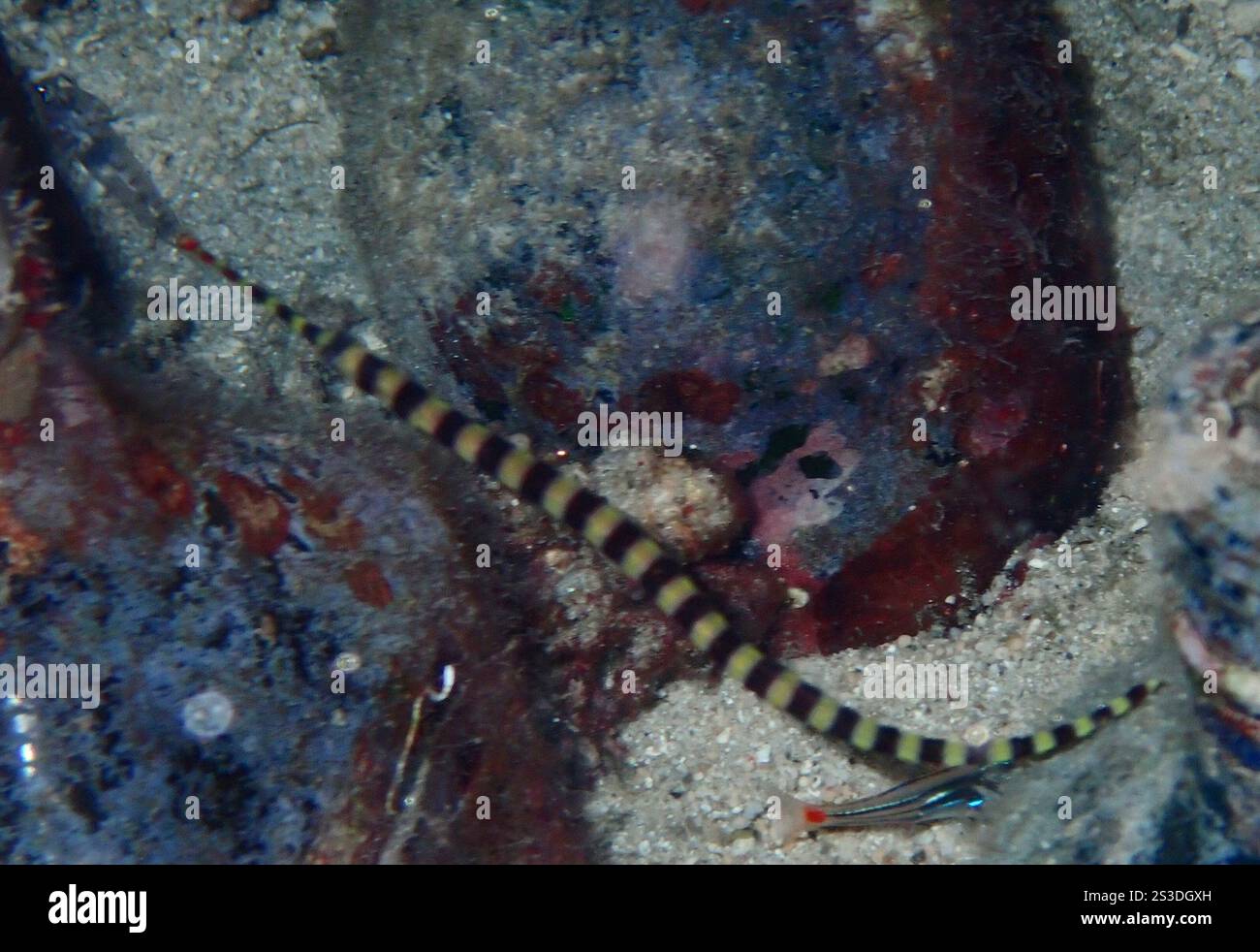 Banded Pipefish (Dunckerocampus dactyliophorus Stock Photo - Alamy