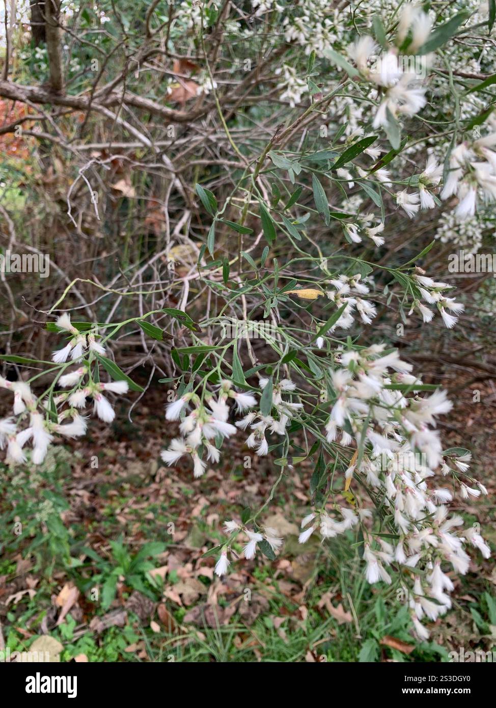 groundsel tree (Baccharis halimifolia Stock Photo - Alamy