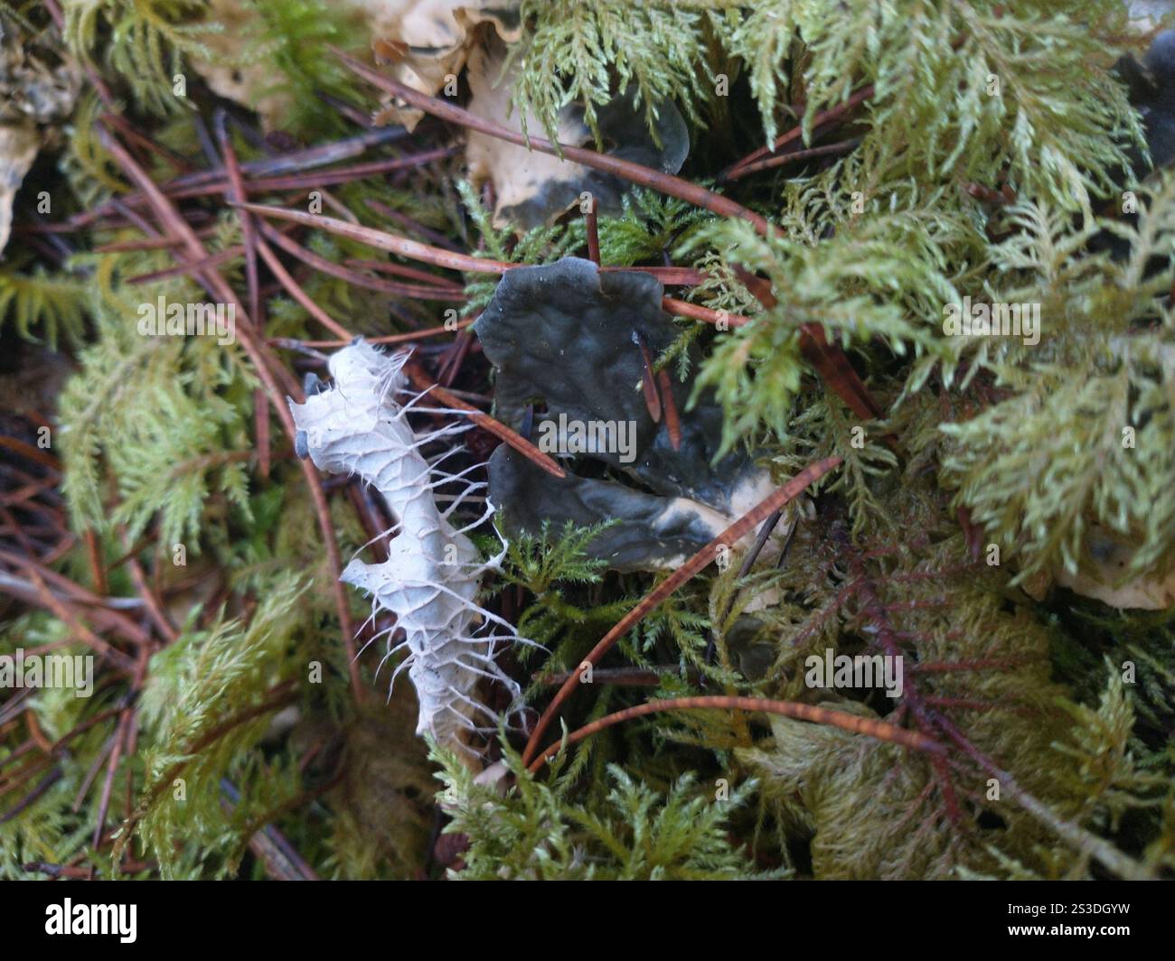 membranous pelt lichen (Peltigera membranacea Stock Photo - Alamy