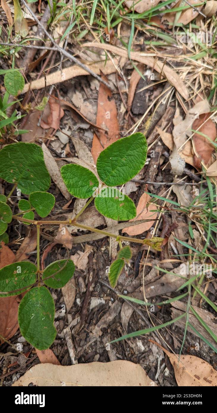 Rusty tick-trefoil (Desmodium rhytidophyllum Stock Photo - Alamy