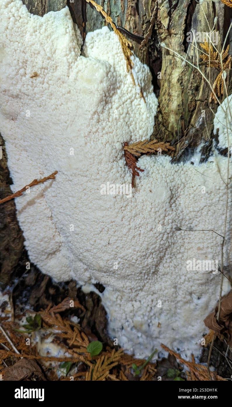 Tapioca Slime Mold (Brefeldia maxima Stock Photo - Alamy