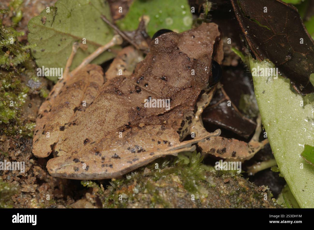 Rain and Robber Frogs (Pristimantis Stock Photo - Alamy