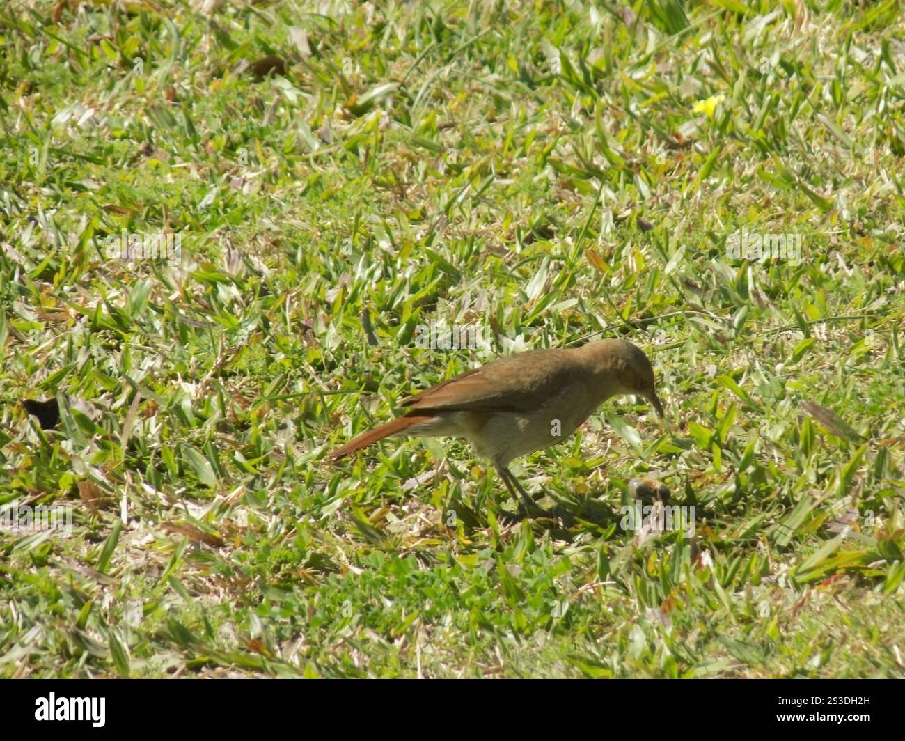 Rufous Hornero (Furnarius rufus Stock Photo - Alamy