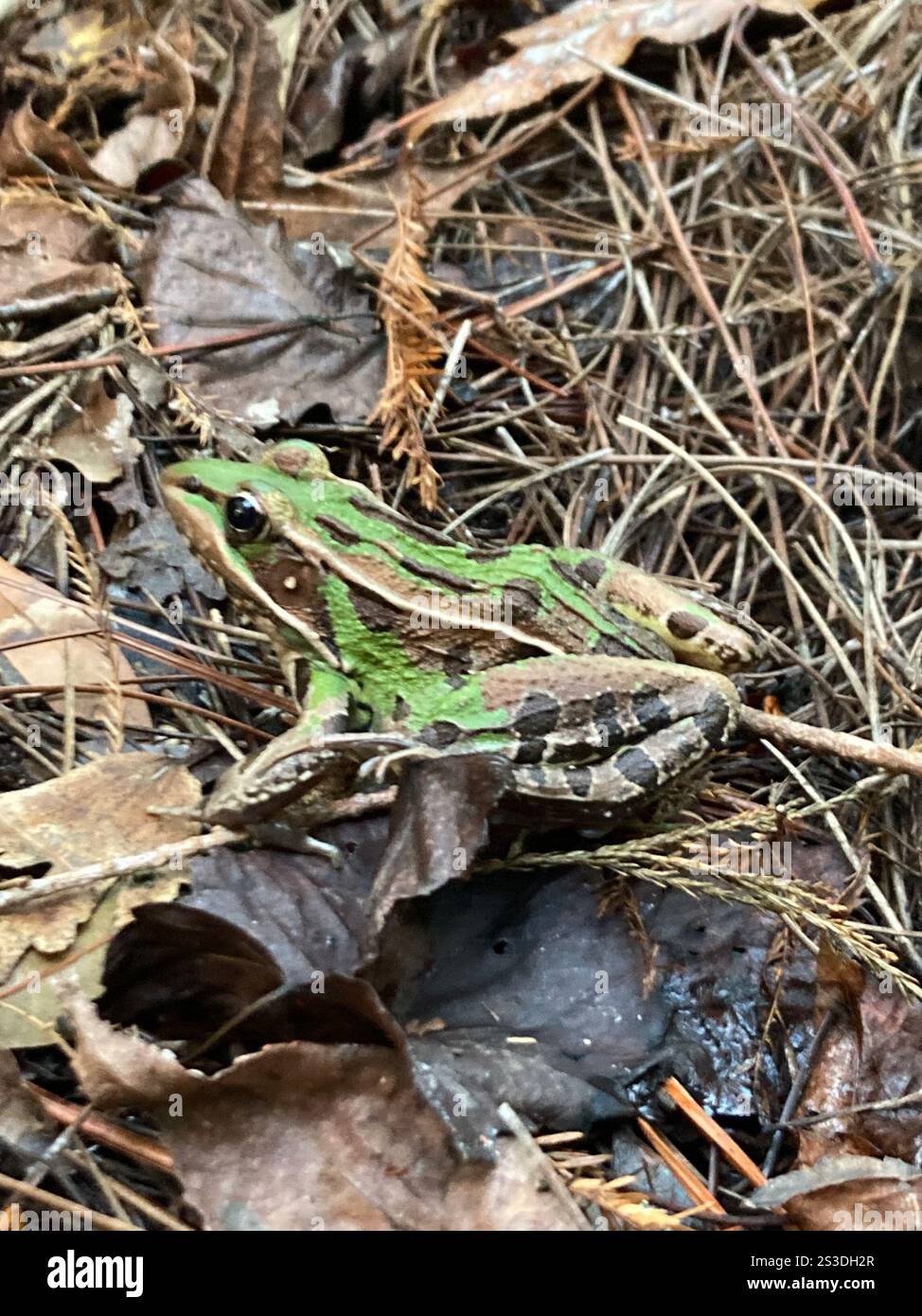 Southern Leopard Frog (Lithobates sphenocephalus Stock Photo - Alamy