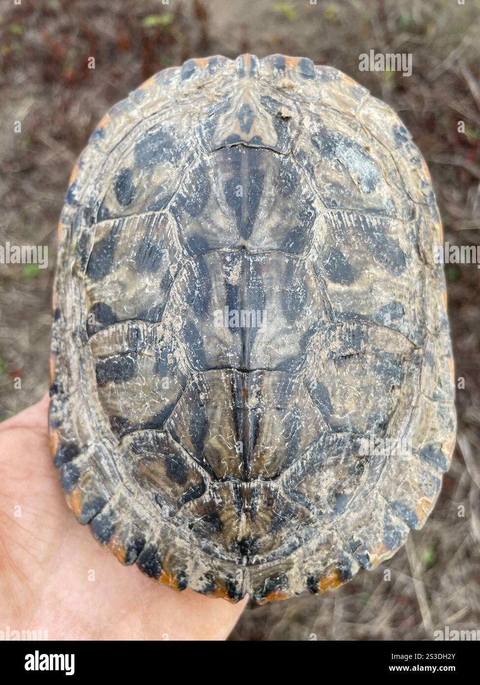 Pond Slider (Trachemys scripta Stock Photo - Alamy